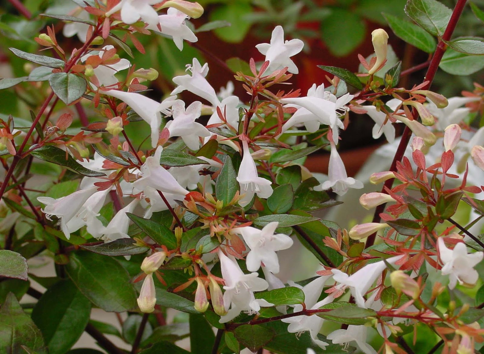 Abelia - Fruits And Vegetables