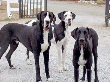 El Gran Danés (Deutsche Dogge) | Blog Perro