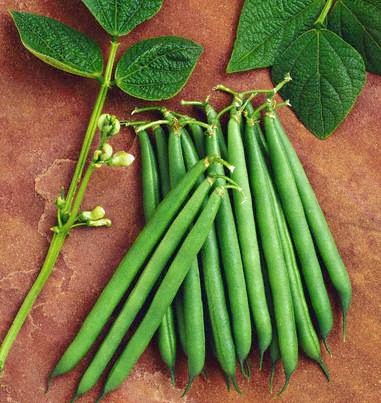 Cara Menanam Buncis Yang Baik Dan Benar - Referensi Tani dan Kebun