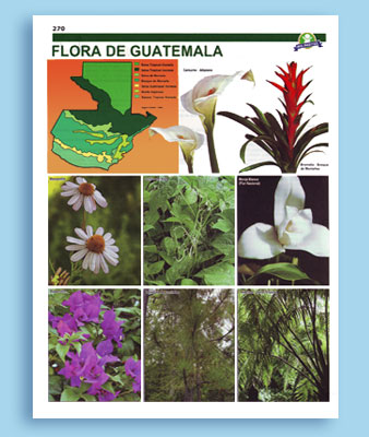 Flora y Fauna en Guatemala | NATURALEZA GUATEMALTECA