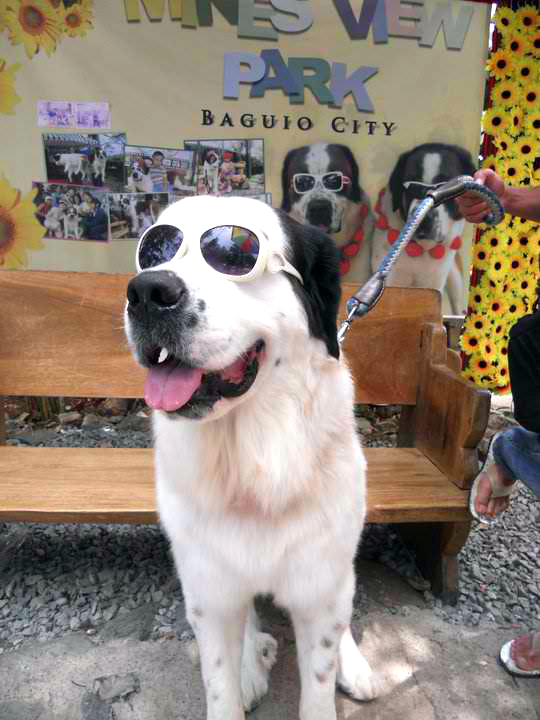 pongTRIP: Baguio Adventure