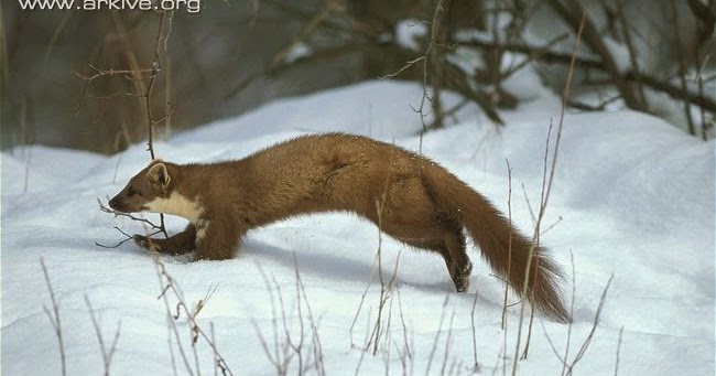 Mamíferos y marsupiales mammals of the earth: Marta (Martes martes)