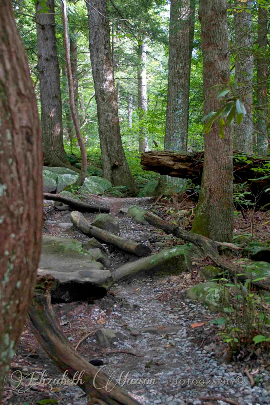 The Adventures of Elizabeth: Some Pathways Need Passing