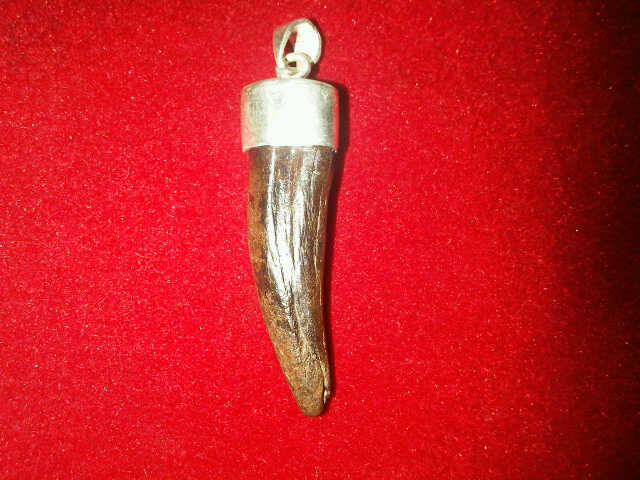 PAGUYUBAN EMAS KUMAMBANG (PUSAT MUSTIKA): TERMAHARKAN SIUNG MACAN GHOIB