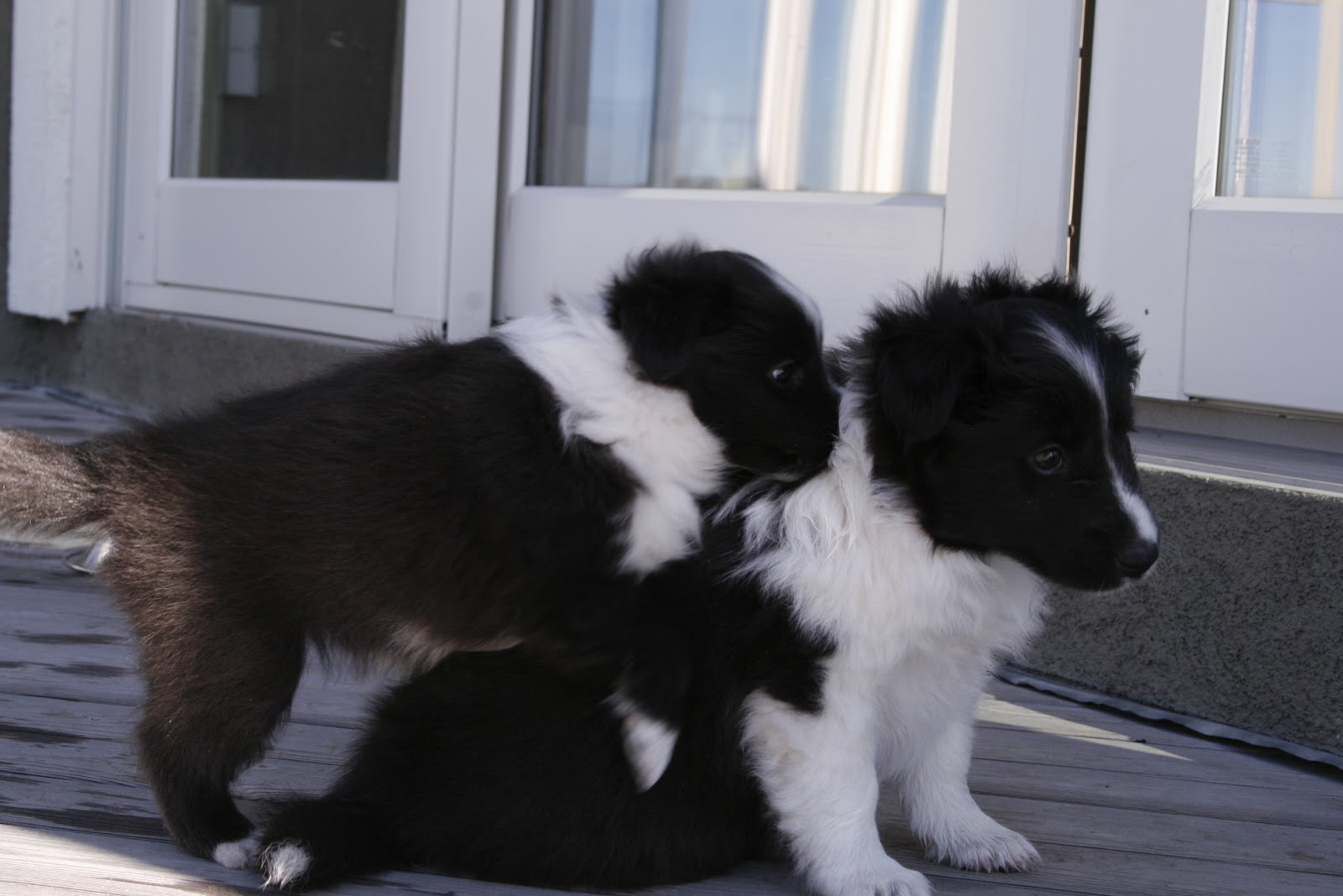 Hyper Hounds Shelties: September 2012