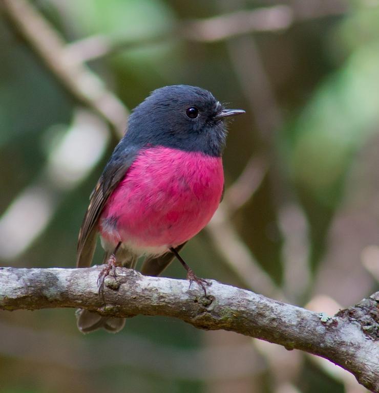 Pink robin - Alchetron, The Free Social Encyclopedia