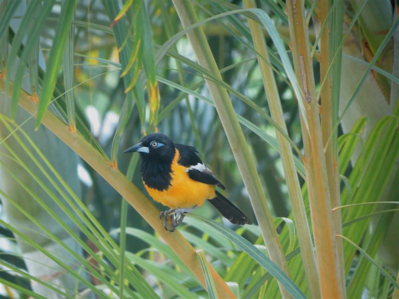 Viewing nature with Eileen: Curacao birds and critters