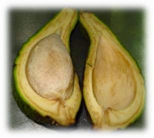 El cuexcomate: La pagua (Persea schiedeana)