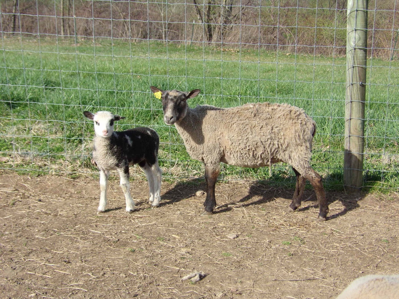 DLS Shetlands: growing lambs