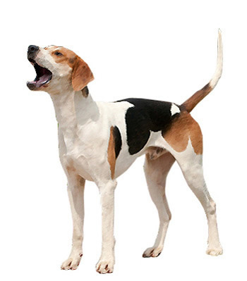 Everything about your American Foxhound - Luv My Dogs
