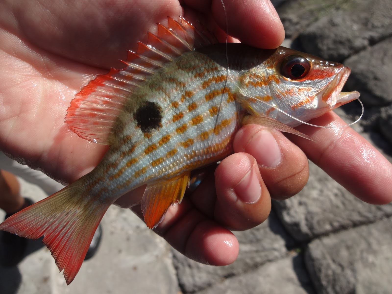 Extreme Philly Fishing: August 2016