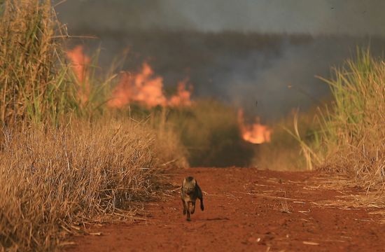 Biologia na Rede: Queimadas colocam em risco vida de animais silvestres ...