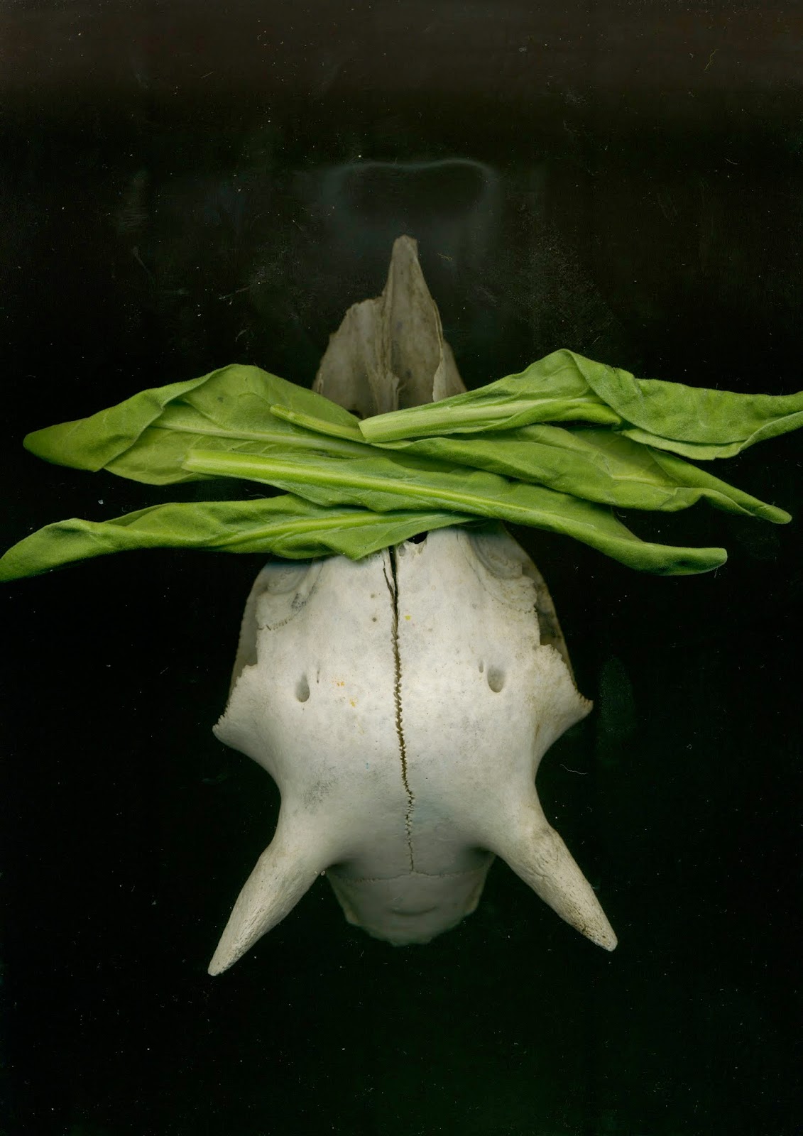 Unit 3 - Ideas and Concepts in Art and Design: Scanography