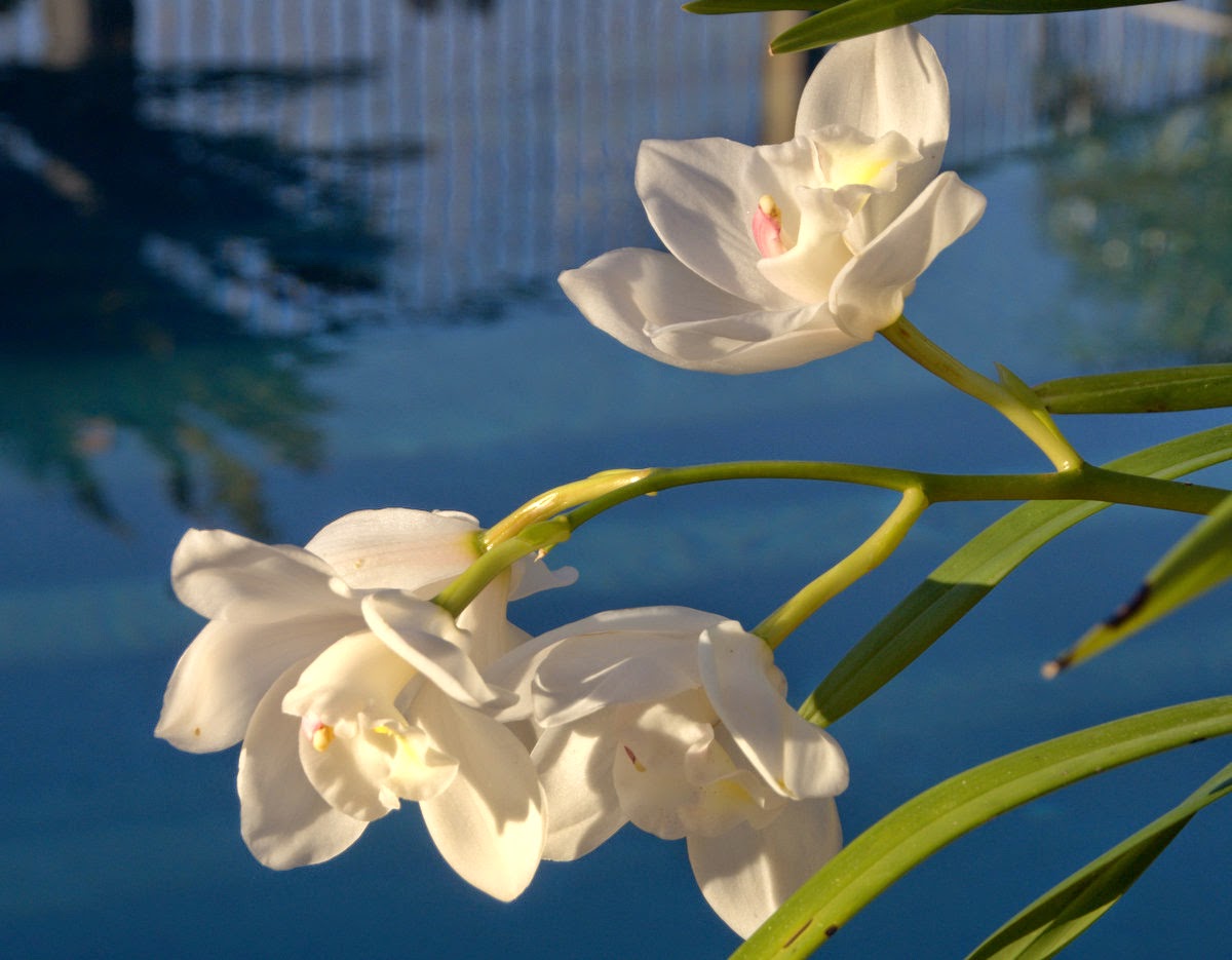 Organic Garden Dreams: White Cymbidium Orchids
