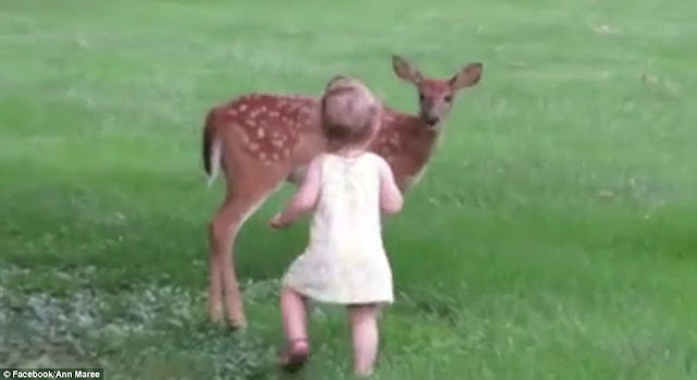 White Wolf : Unbelievably cute moment timid deer allows little girl to ...