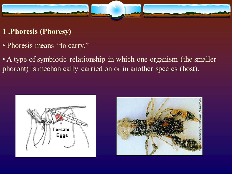 EXAMS AND ME : Phoresy