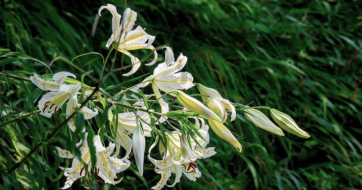 FROM THE GARDEN OF ZEN: Yamayuri (Lilium auratum) flowers: Chojyu-ji