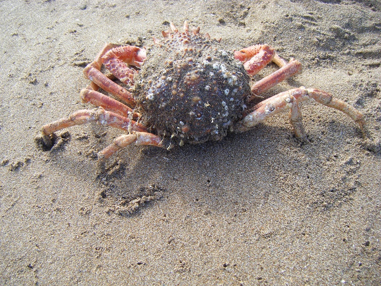 Ann Hyde : Crustaceans on the beach...