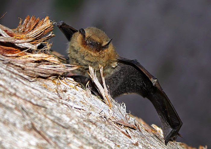 FOTO NATURA HUESCA 2: QUIRÓPTERO Chiroptera Johann Friedrich Blumenbach ...