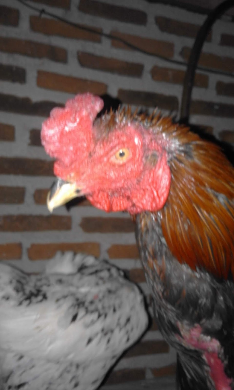 Mitos 4 Jengger Ayam Yang Bermental Baja