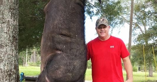 daily timewaster: Wade Seago shot this 820 pound wild hog 5 yards from ...