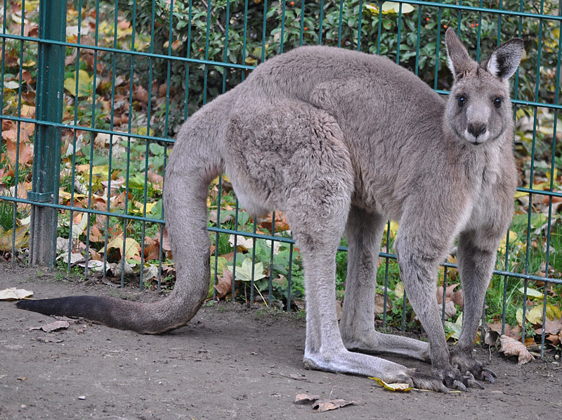 ZOOTOGRAFIANDO (6.100 ANIMALS): CANGURO GRIS / EASTERN GREY KANGAROO ...