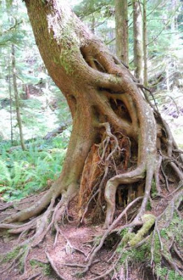 cineluk: Sleepy Hollow, the Tree of the Dead