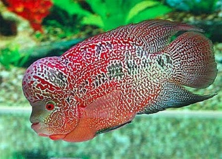 Ciri Ikan Lohan Sehat di Dunia Ikan Hias Air Tawar - Ikan Hias Air Tawar