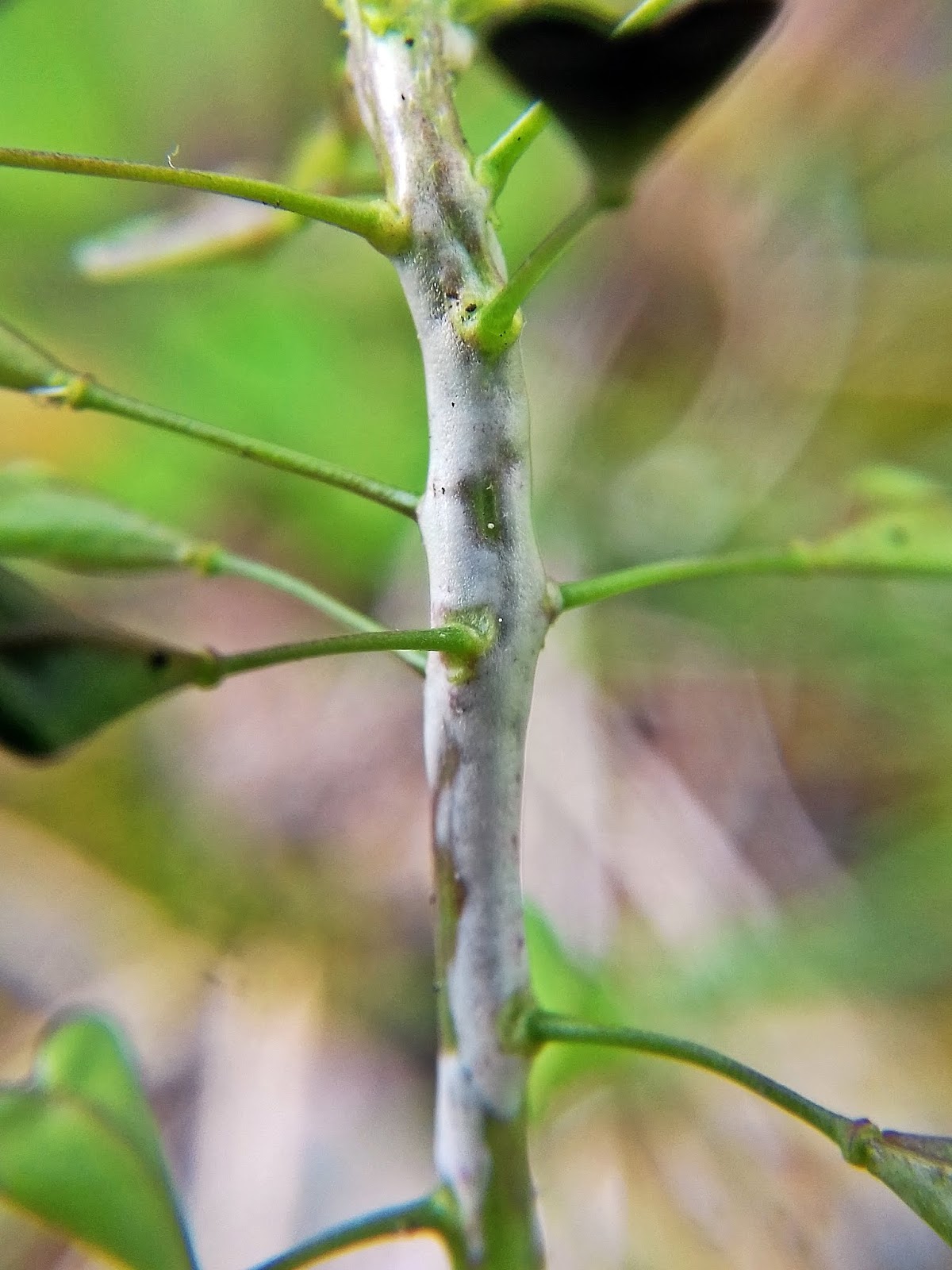Setas y Hongos de Tineo : ALBUGO CANDIDA (Pers.) Roussel
