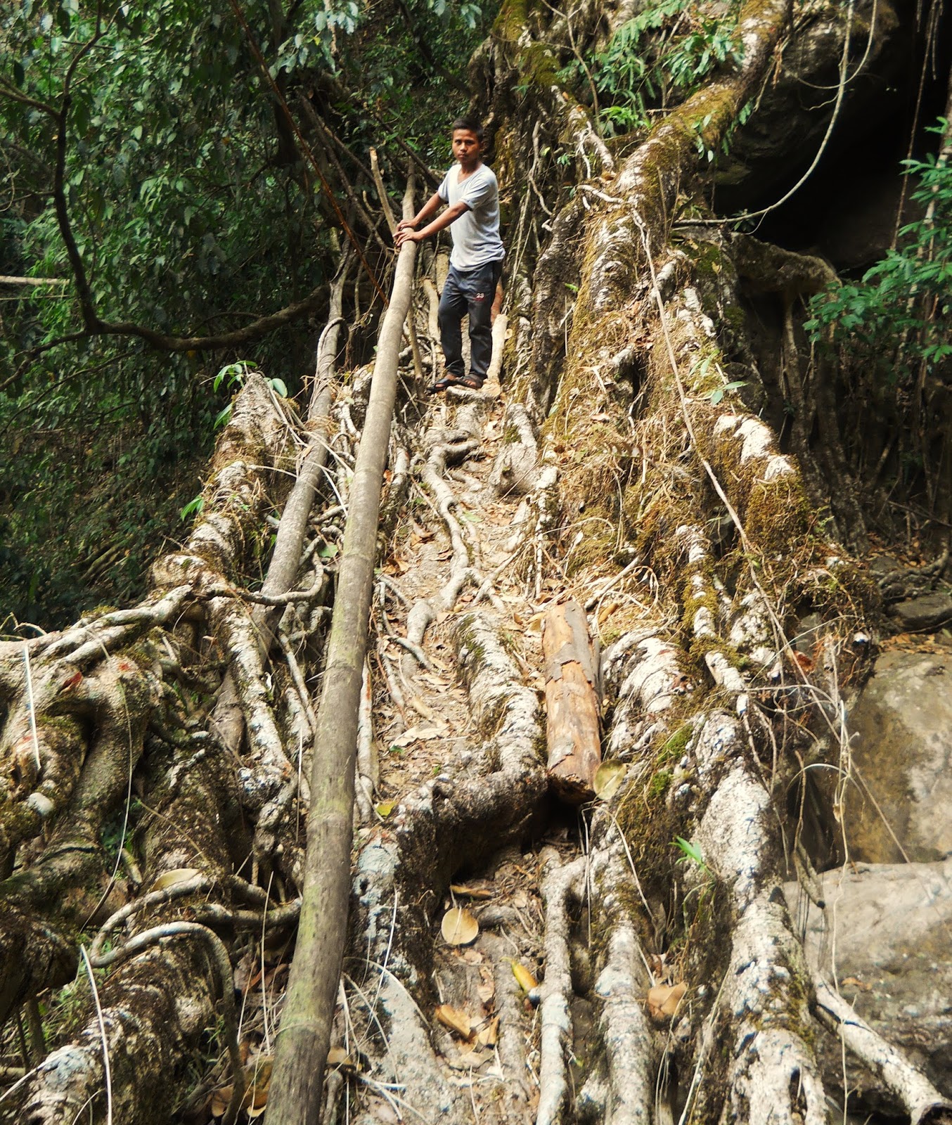 evenfewergoats: The Undiscovered Living Root Bridges of Meghalaya Part ...
