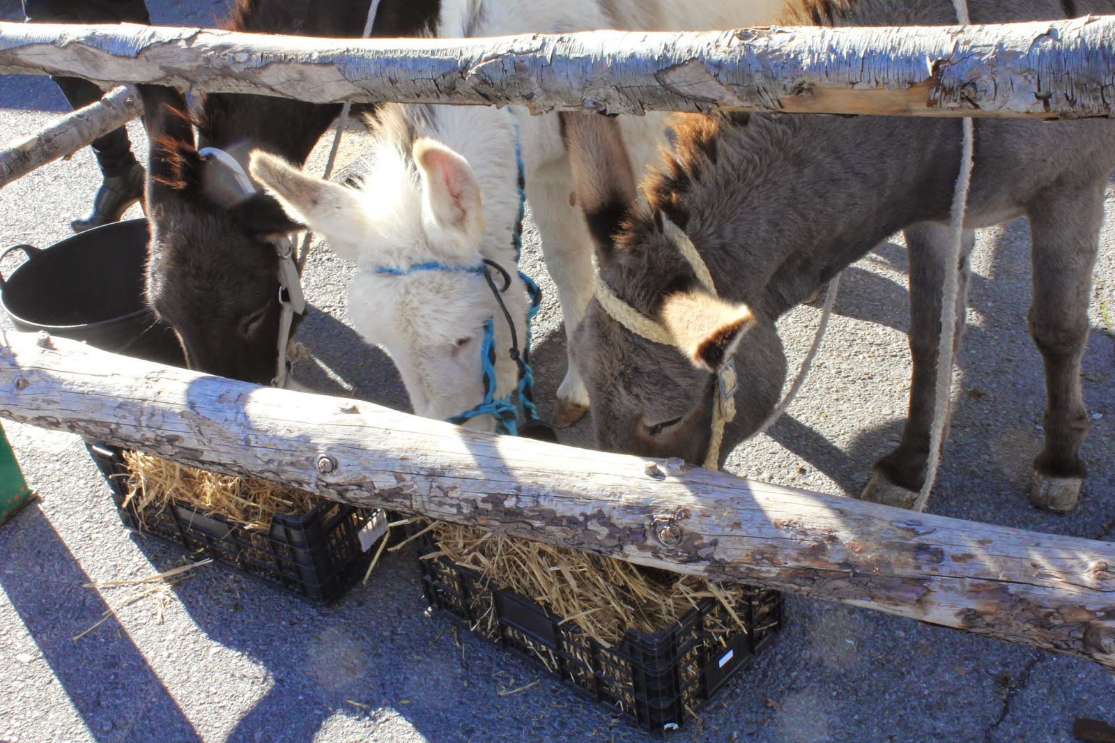 Kike : Visita a la Asociación Burros y Burras C. Valenciana