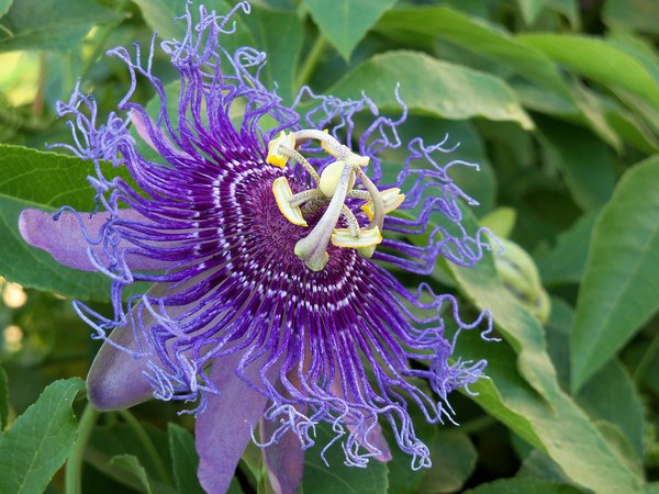 Temperate Climate Permaculture: Permaculture Plants: Maypop