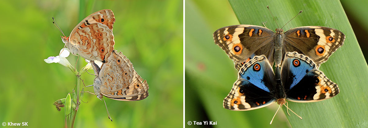 Butterflies of Singapore: Sexual Dimorphism - Part 2