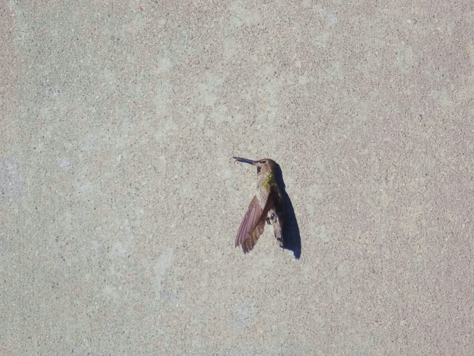 Xenolithic: Dead Hummingbird