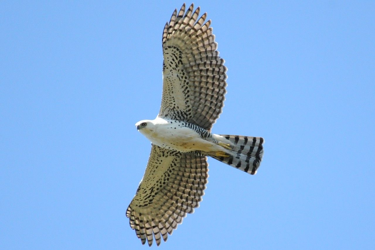 DEFENSOR DA NATUREZA: GAVIÃO-DE-PENACHO Spizaetus ornatos ameaçado de ...