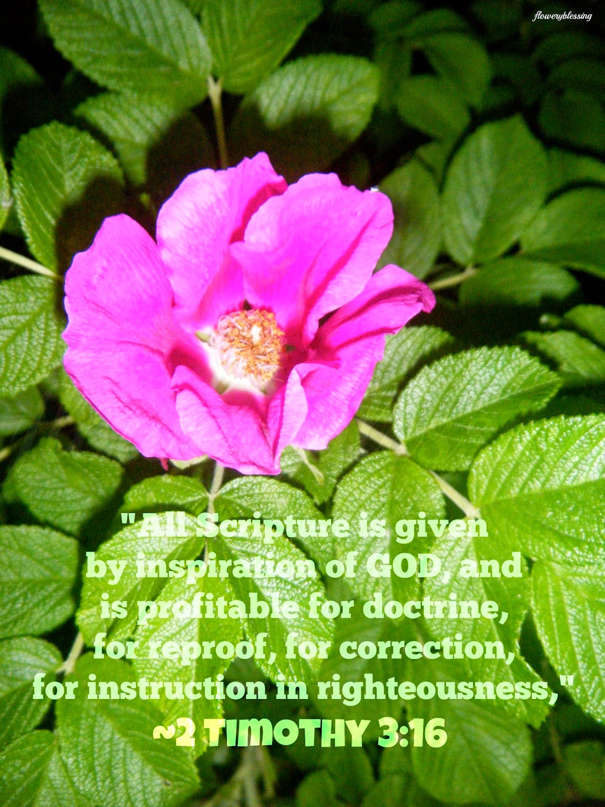 Flowery Blessing: "All Scripture is given by inspiration of GOD, and is ...