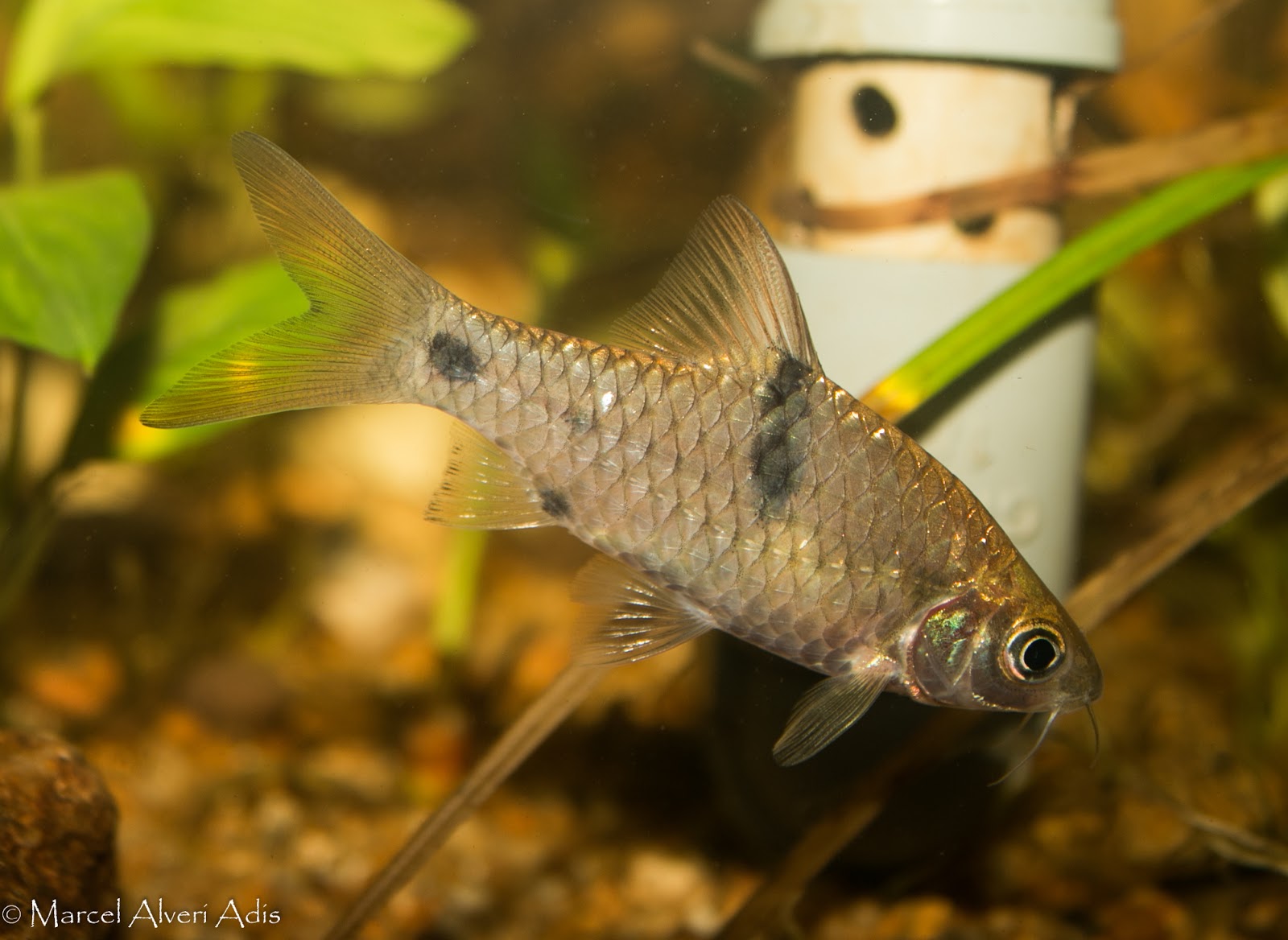 Barbodes banksi - Mus barb - Istana Ikan (Aquarium Fish Trader)