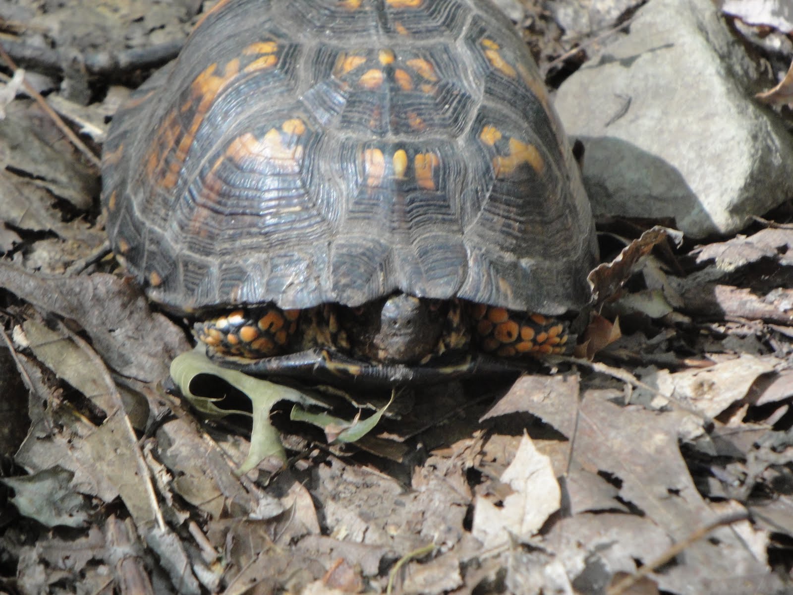 From the Suburbs, Naturally: Species Feature #3, Eastern Box Turtle