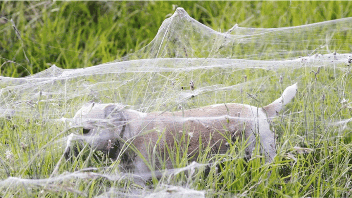 Great Pictures: Spiders Invade Australian Town