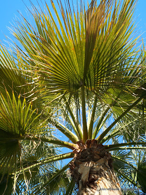 kleine freude: Von Bäumen begleitet / 12
