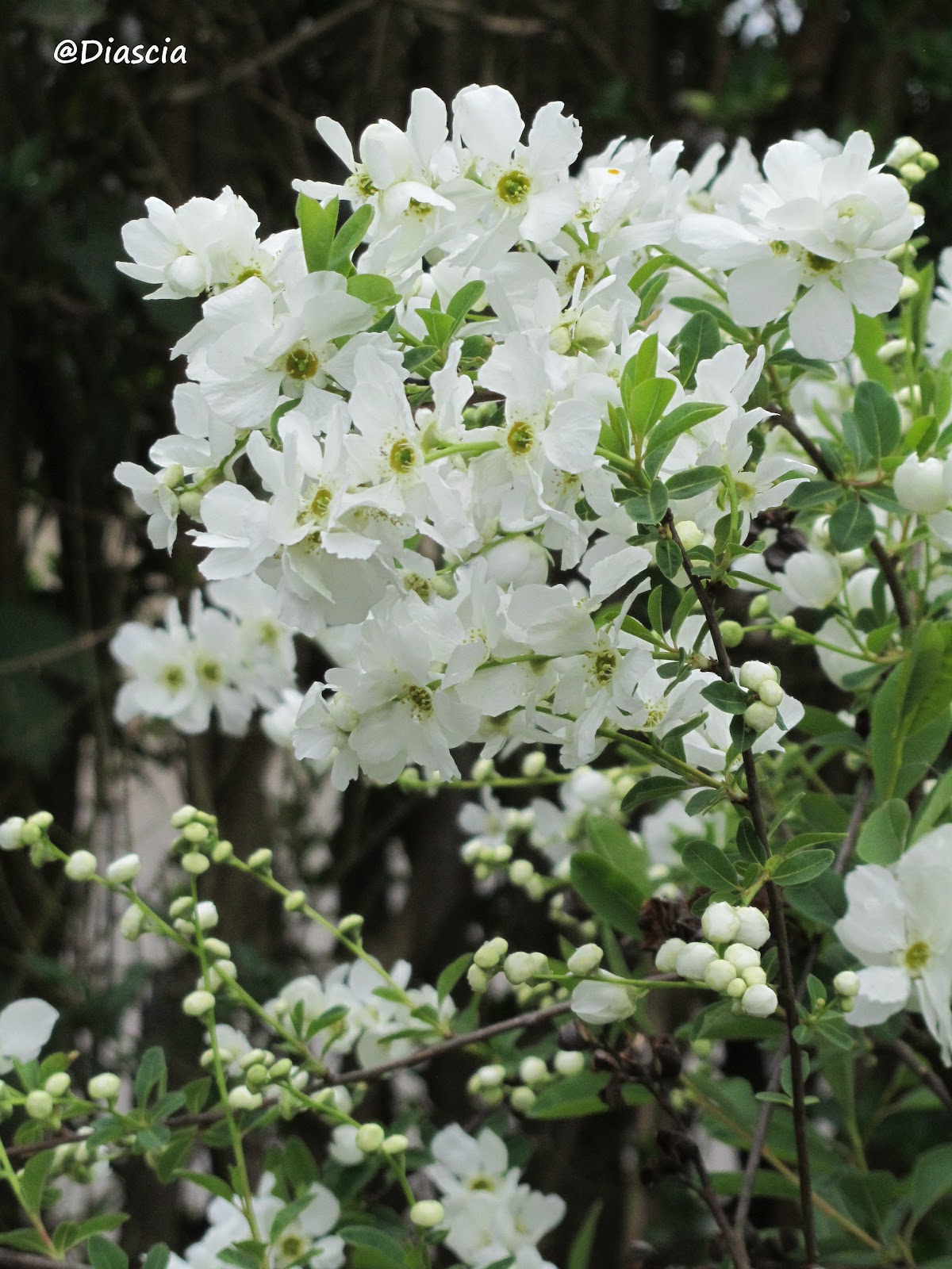 Le jardin de Diascia: EXOCHORDA MACRANTHA THE BRIDE