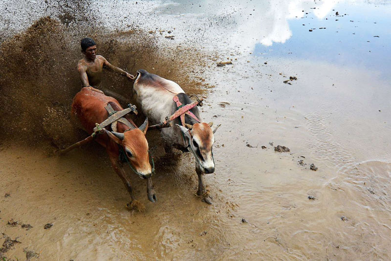 Cow race in Indonesia
