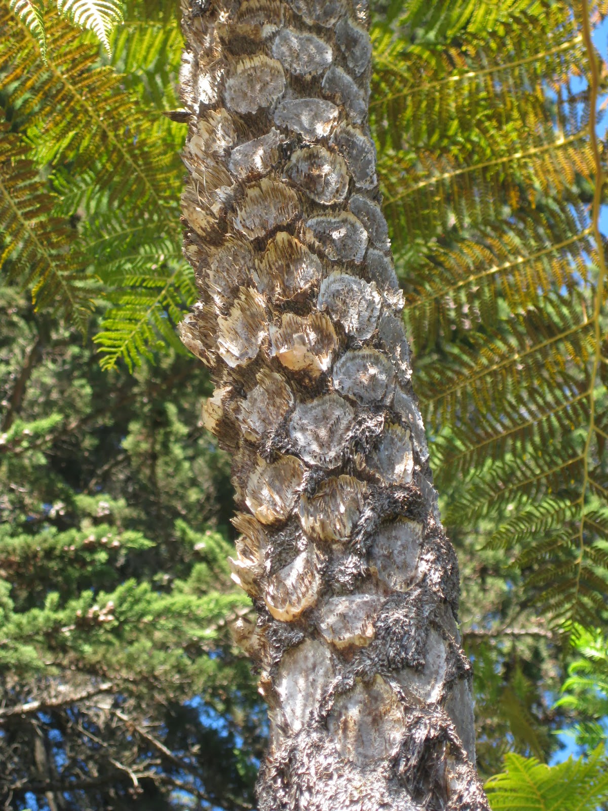 Trees of Santa Cruz County: Cyathea cooperi - Australian Tree Fern