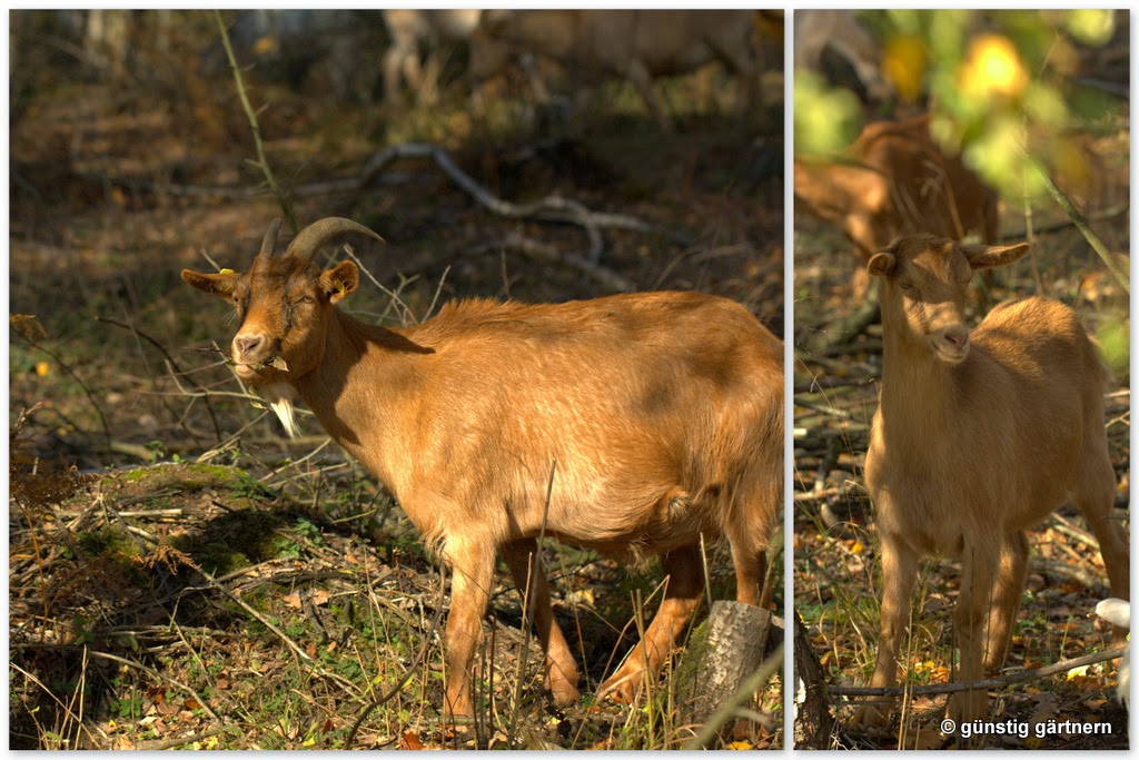 Günstig gärtnern: Der Bock als Gärtner