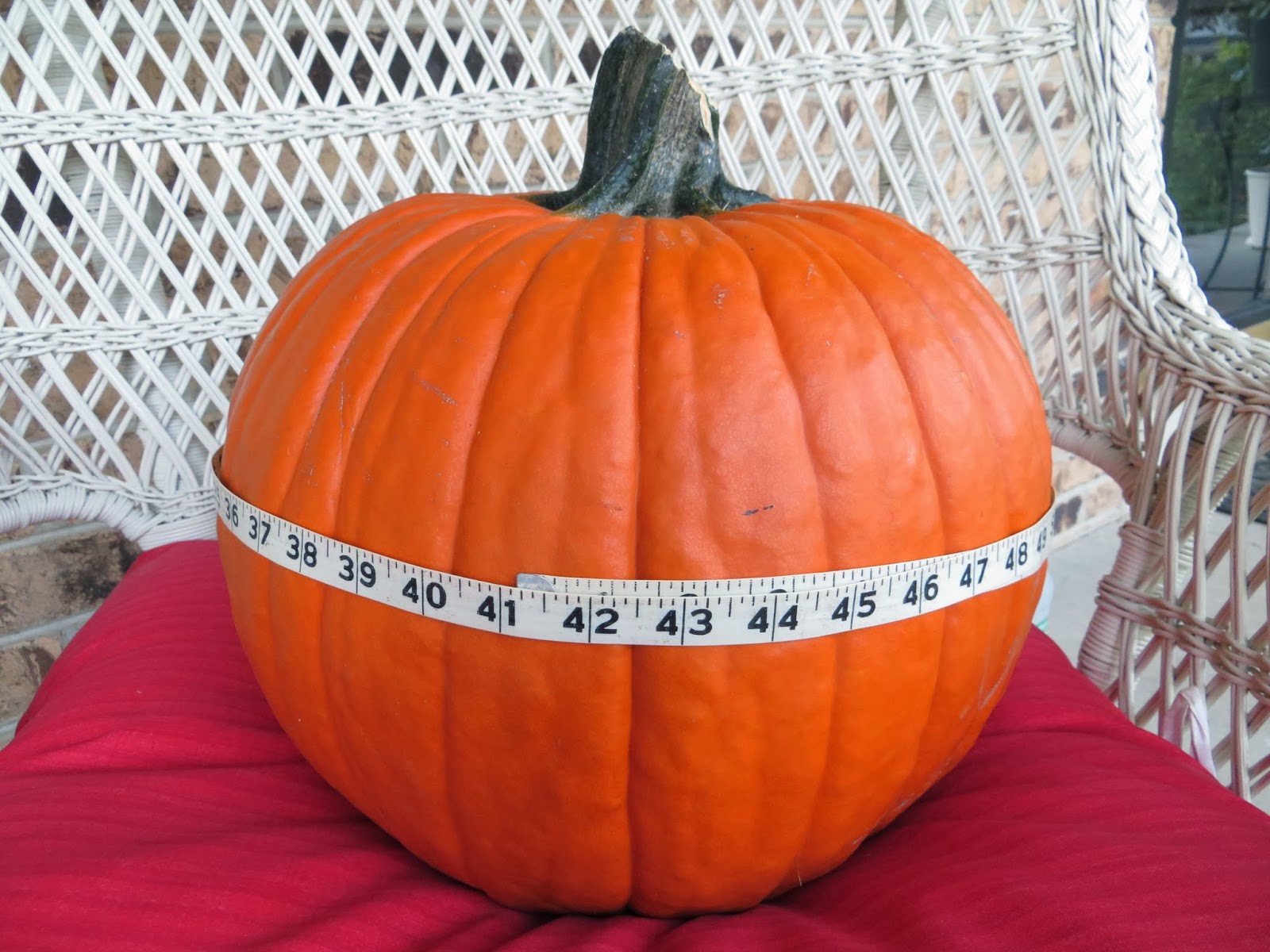 Justine's Halloween: My pumpkin process from bloom to harvest