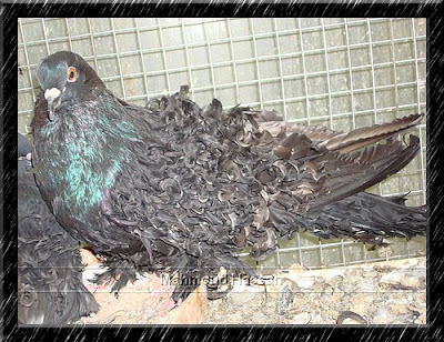 Pigeons for sale: Black Frillback Pigeon Show