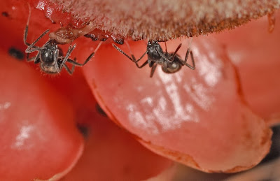 BunyipCo: September 2013