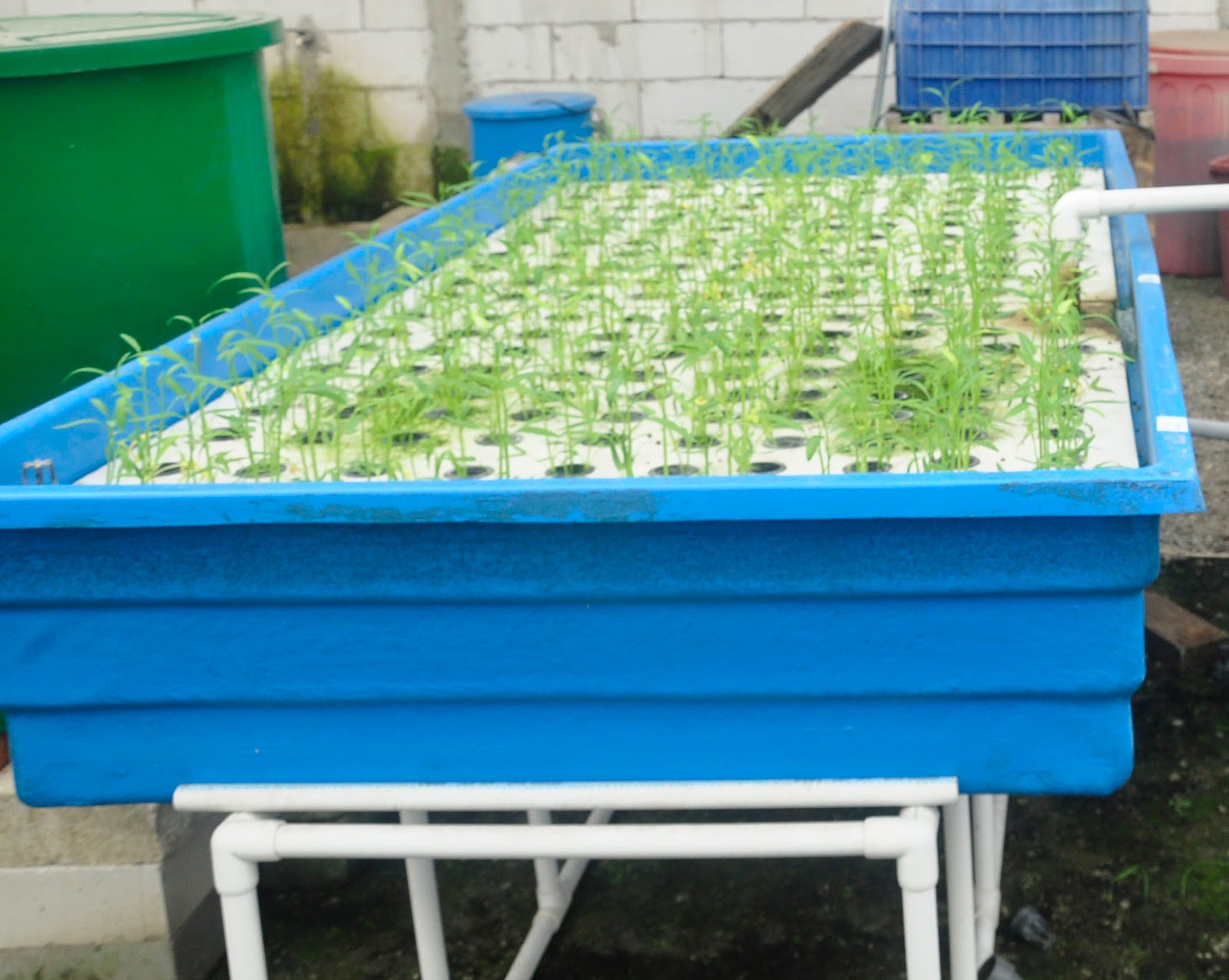 Bak fiber kolam ikan : 4 Kelebihan Bak Fiber untuk kolam ikan