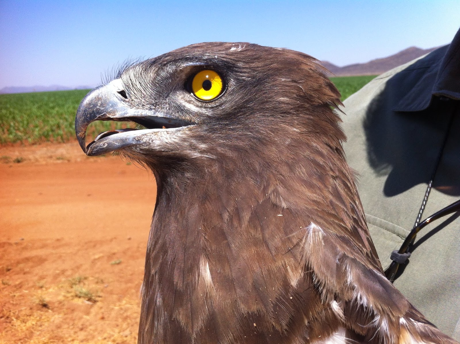 African Affinity Birding: October Limpopo Raptor Run 2014