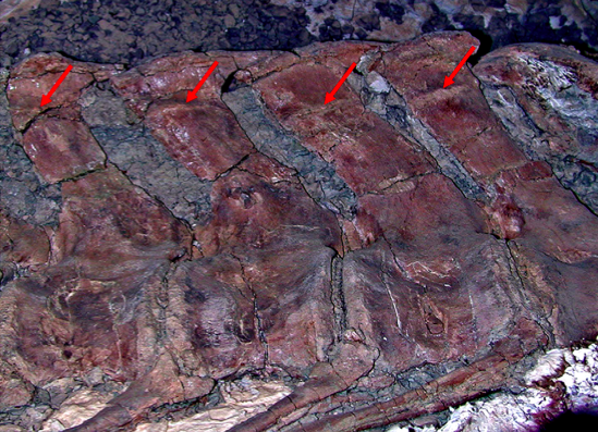 Mesozoic Musings at Jurassic Forest: September 2012